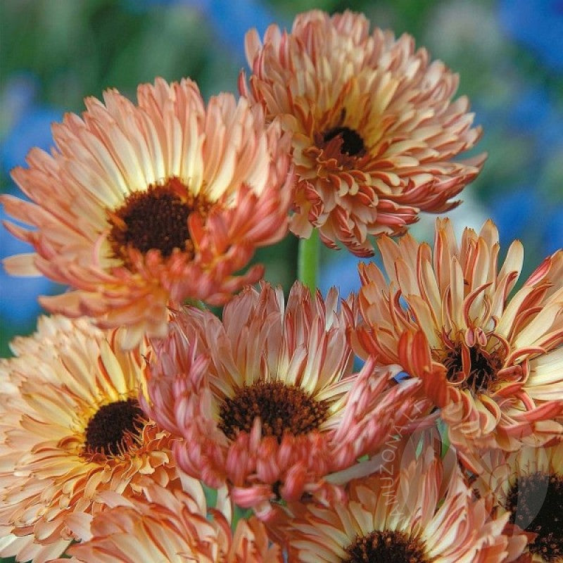 Calendula Officinalis Sunset Buff PER GRAM SEED – KBSeeds Store