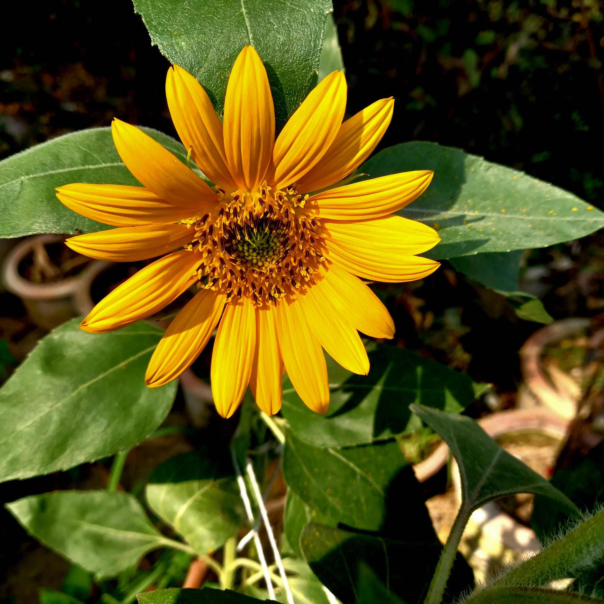 Sunflower Double Tall Sungold (SUMMER) Per Gram – KBSeeds Store