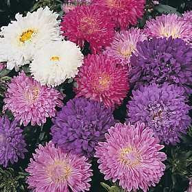 Callistephus Tall Crested Princess Aster Mixed 1-Gram (Winter ...