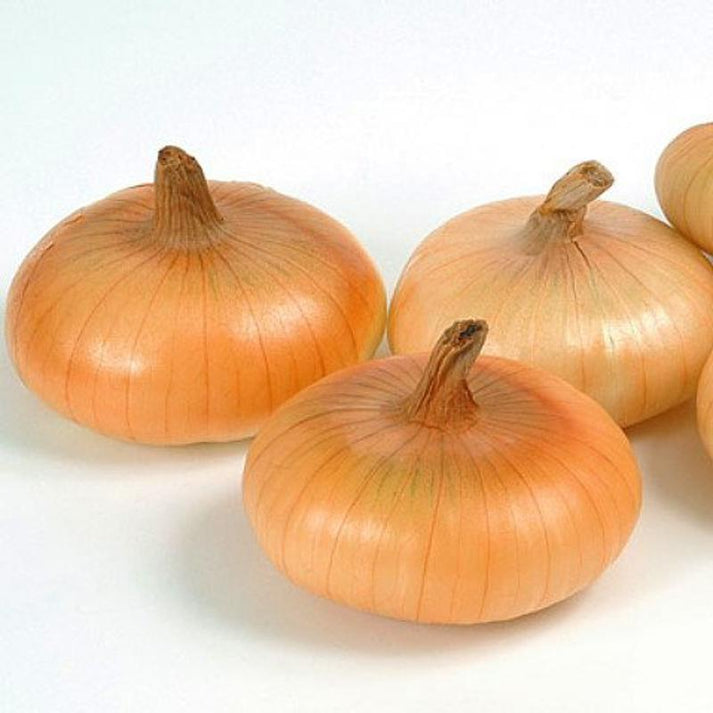 Onion Borettana Approx.0.5g Seeds – KBSeeds Store