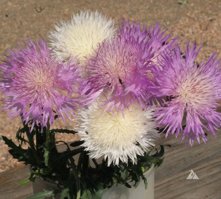 Centaurea imperial Mixed (Sweet sultan) Per Gram Winter – KBSeeds Store