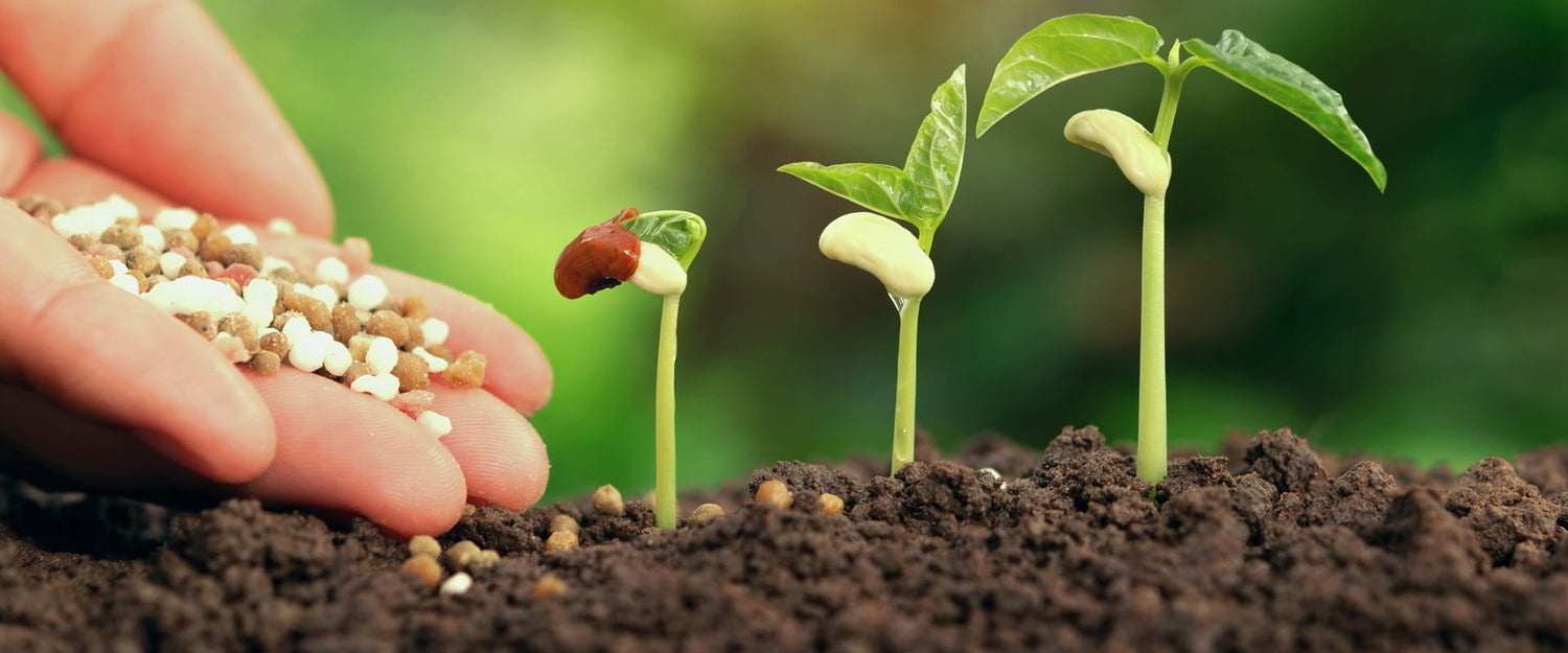 KB Seeds – KBSeeds Store