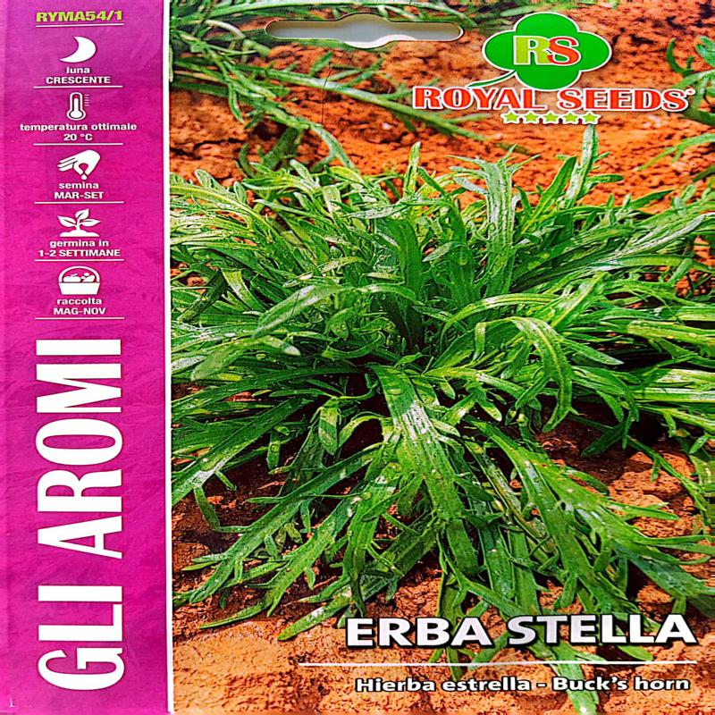 Bucks Horn Erba Stella approx 1.5 gram – KBSeeds Store