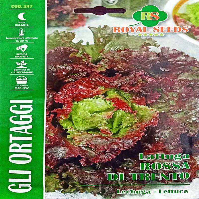 Royal Lettuce Rossa Di Trento Approx. Seeds 6gm – KBSeeds Store