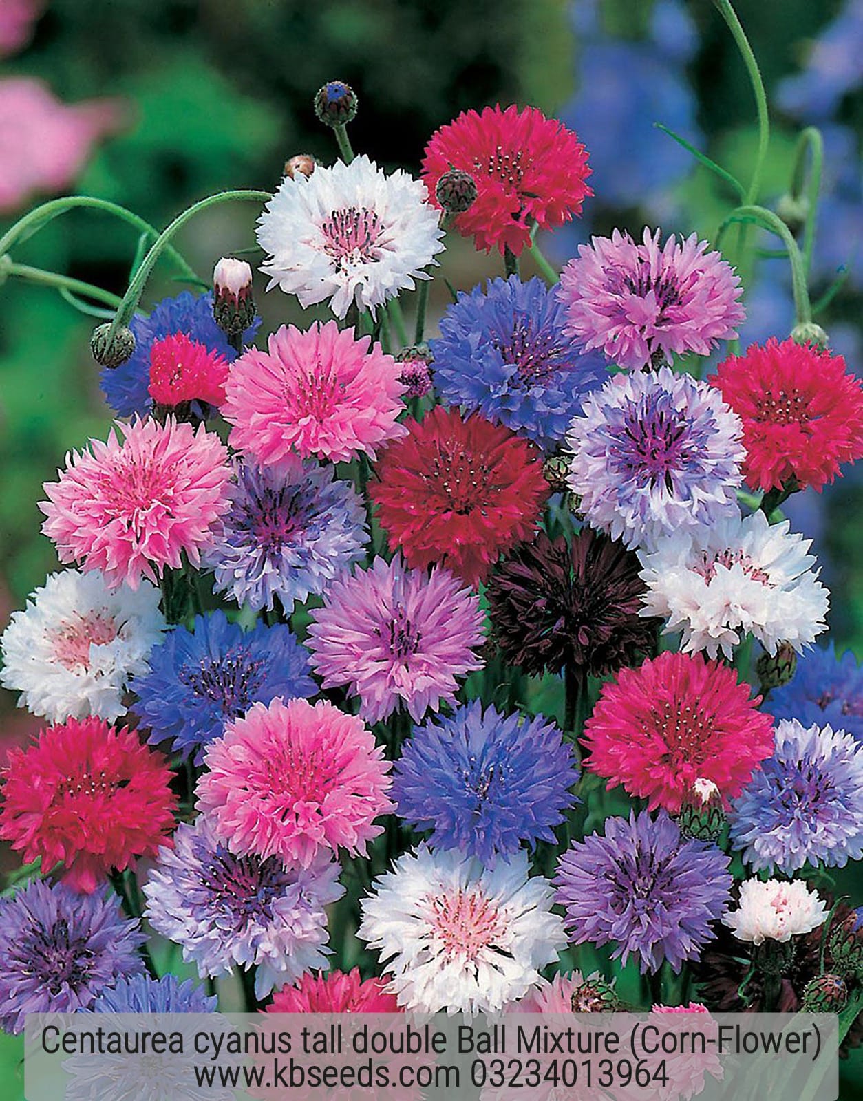 Centaurea cyanus tall double Ball mixture 1-Gram (Winter) – KBSeeds Store