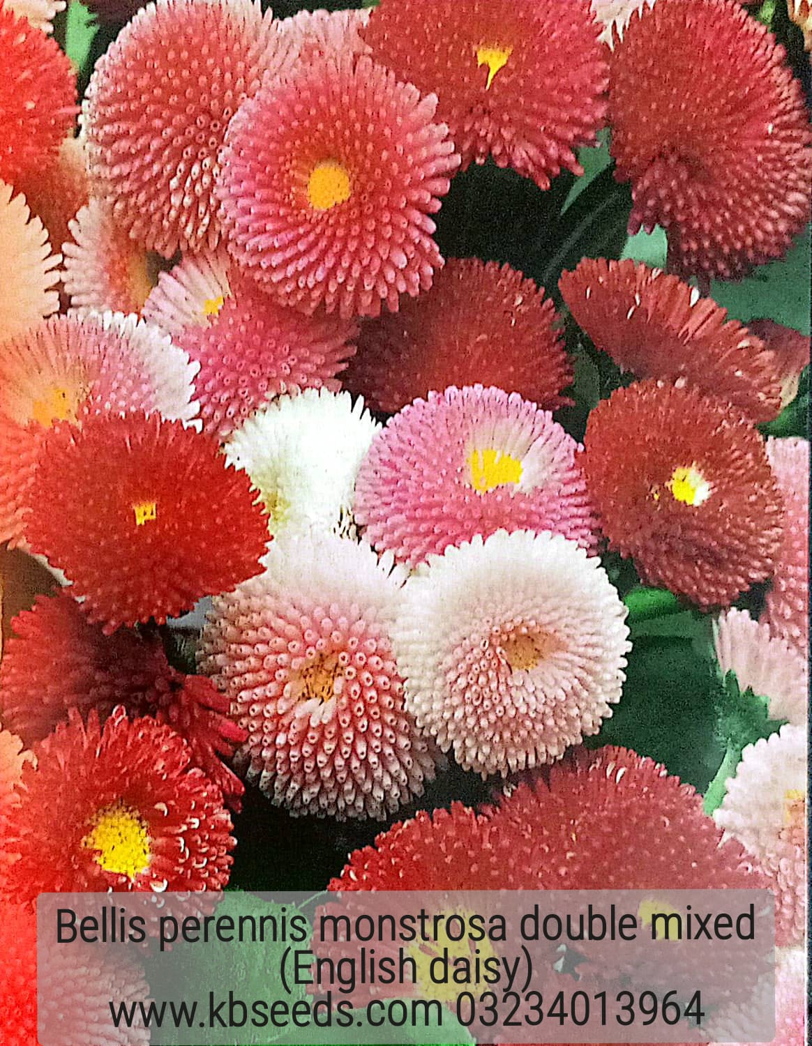 Bellis double mixed English Daisy 1-Gram (Winter) – KBSeeds Store