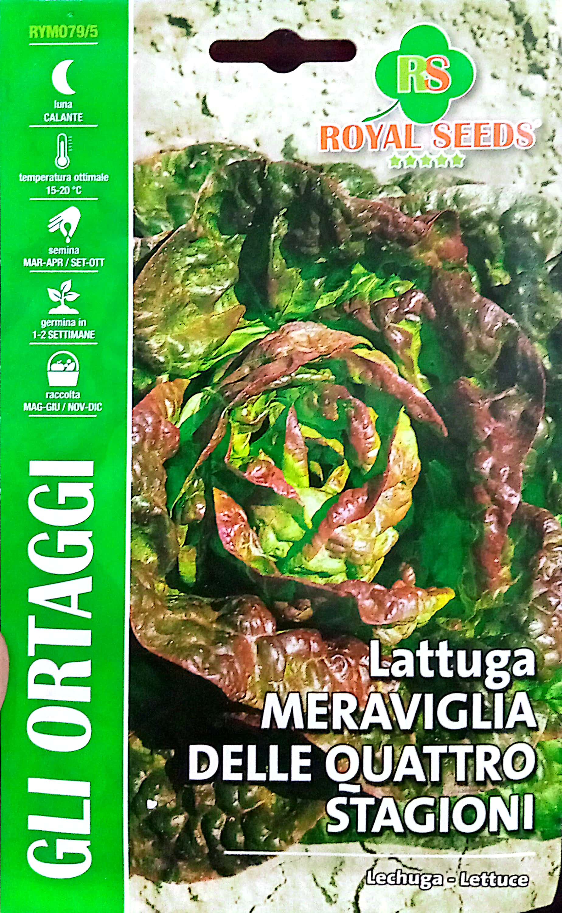 Royal Lettuce Meraviglia Delle Quattro Stagioni – KBSeeds Store
