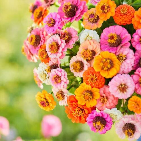 Zinnia Seeds (Dwarf) - Button Box Mix 1gm Approx. Seeds 100 Summer ...