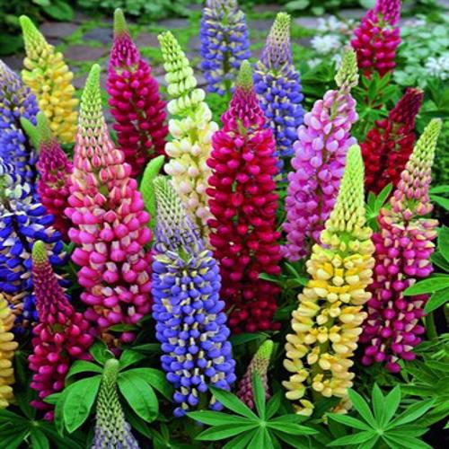 Lupinus polyphyllus Russell Mix 1gm Approx. Seeds 45 Winter – KBSeeds Store