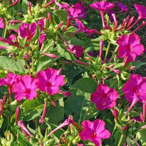 Mirabilis jalapa Mix 4 o clock Rose 1gm (16) Winter – KBSeeds Store