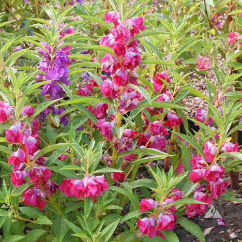 Balsam Bush Flower Mix 1gm (100-seeds) Summer – KBSeeds Store