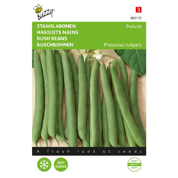 Buzzy Bush Beans 003172 – KBSeeds Store
