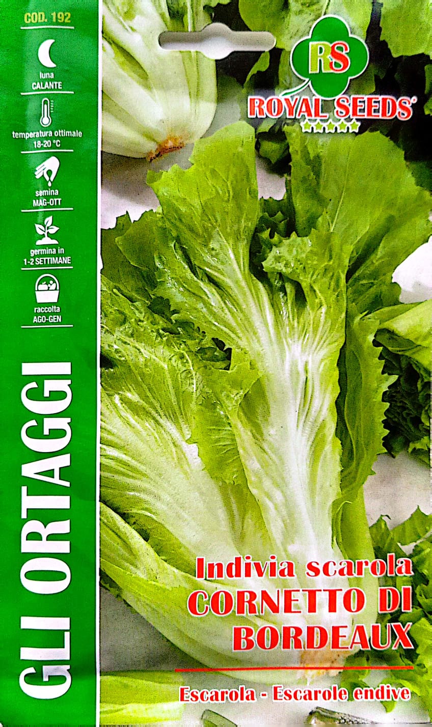 Royal Escarole Endive – KBSeeds Store